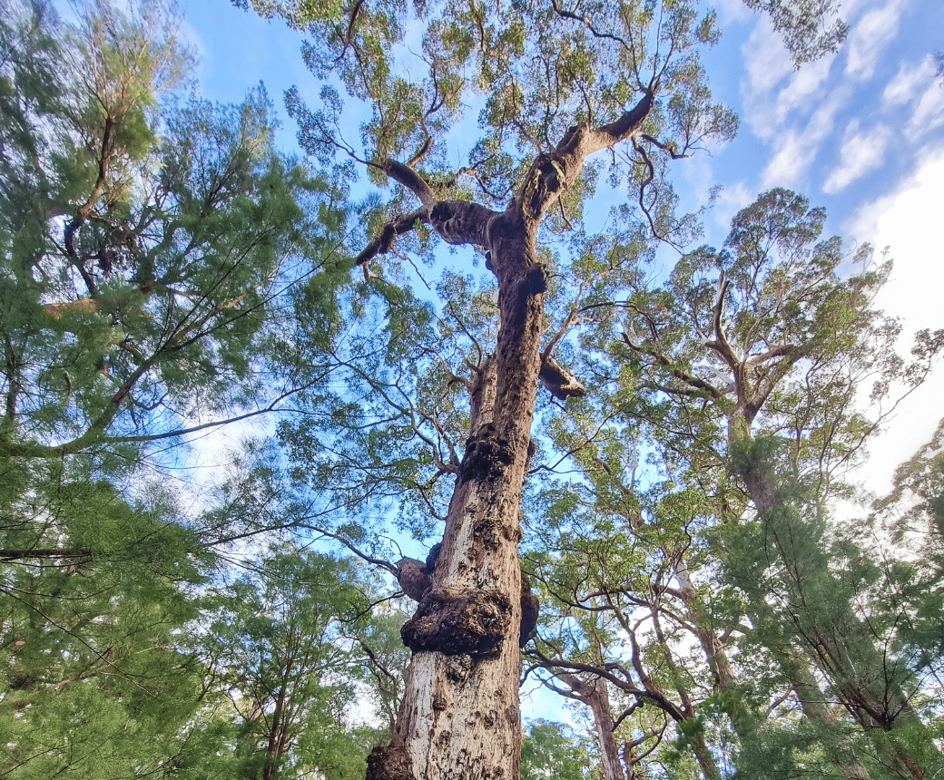 Giant Tingle Tree Loop, Walpole Nornalup NP - Trails WA