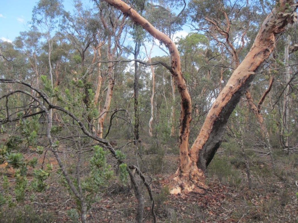 Dryandra Woodland - Trails WA