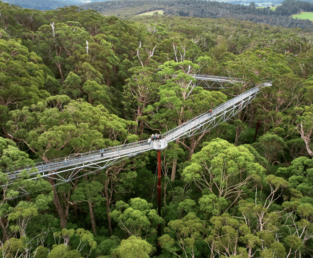 Valley of the Giants Tree Top Walk, Walpole-Nornalup NP - Trails WA