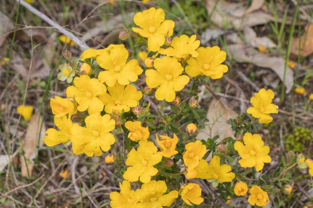 Rocky Pool Walk, Kalamunda - Trails WA - Trails WA