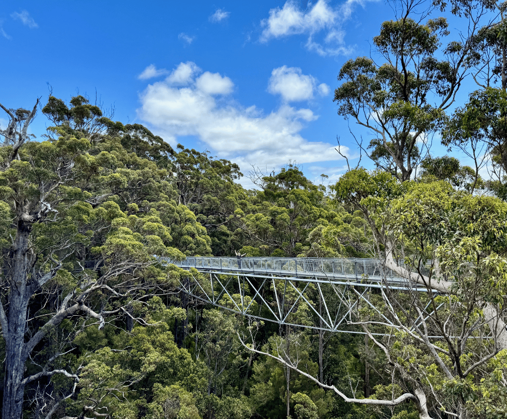 Valley of the Giants Tree Top Walk, Walpole-Nornalup NP - Trails WA