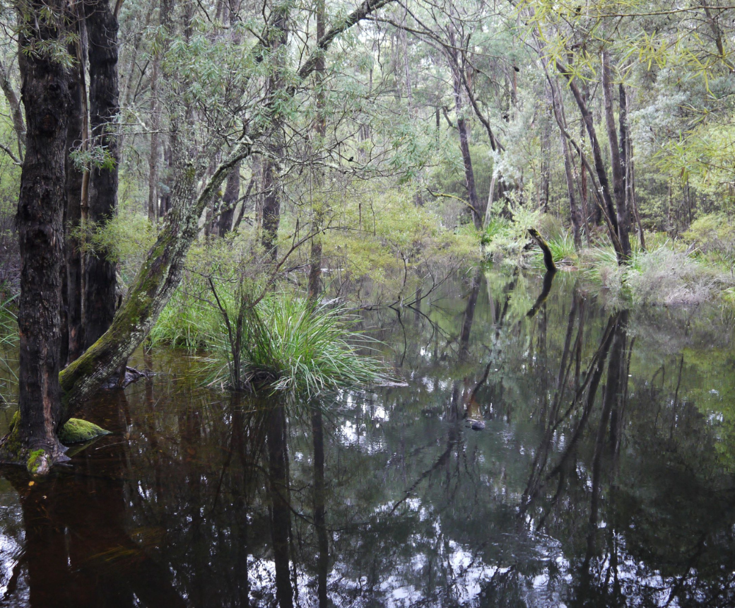 King Karri Walk Trail, Donnelly River Village - Trails WA