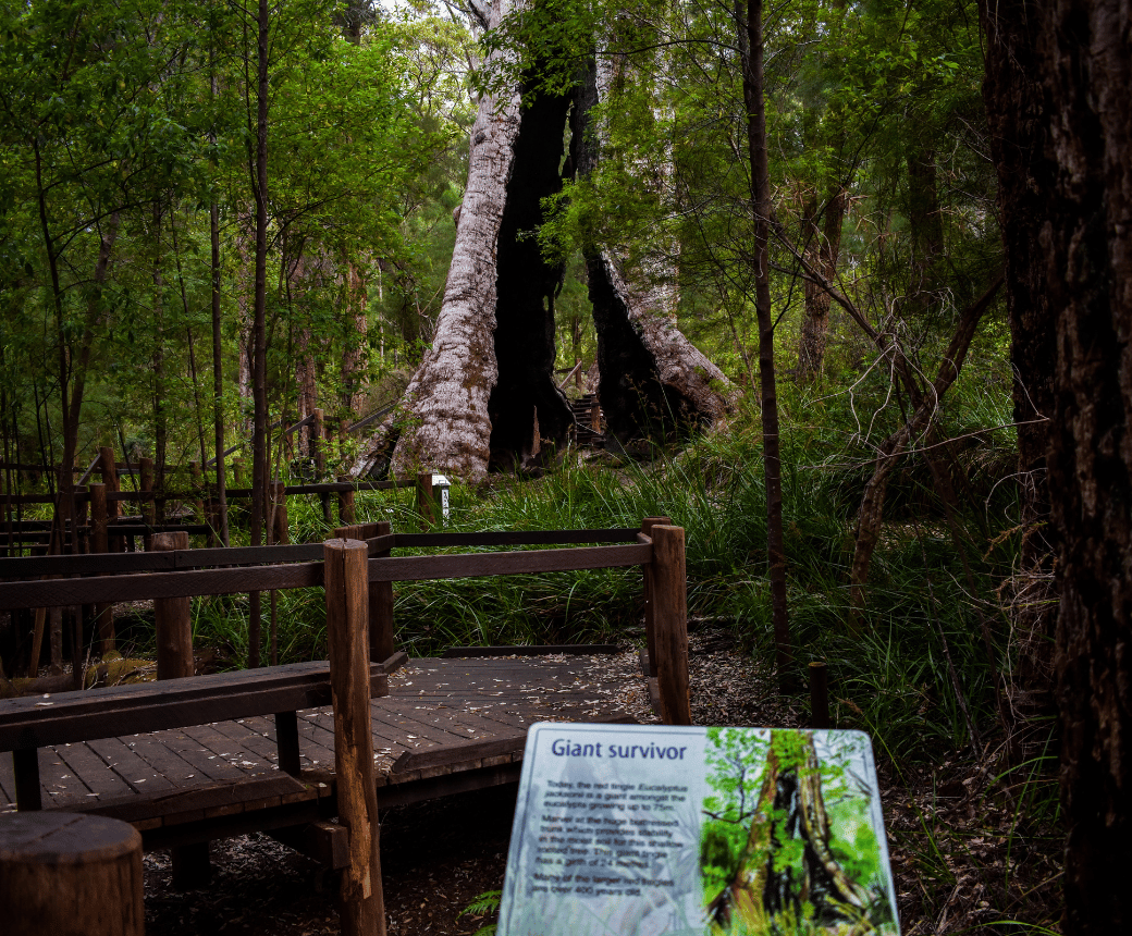 Giant Tingle Tree Loop, Walpole Nornalup NP - Trails WA