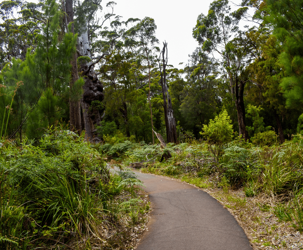 Giant Tingle Tree Loop, Walpole Nornalup NP - Trails WA