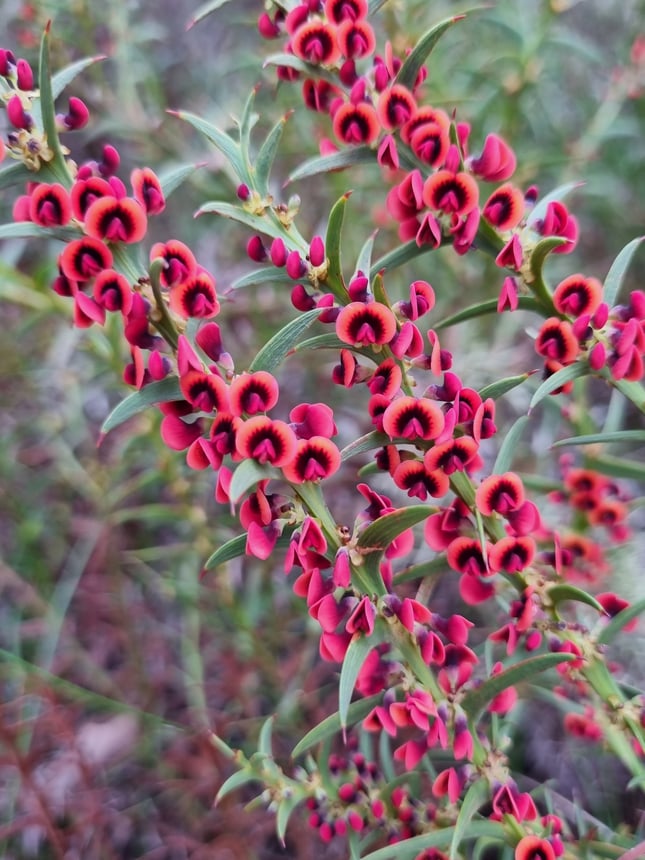 Contour Channel Walk, Banyowla Regional Park - Trails WA