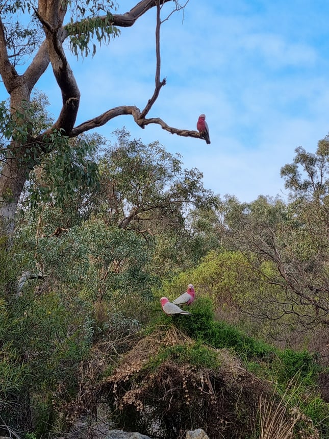 Board Walk Trail, Roley Pools, Roleystone - Trails WA