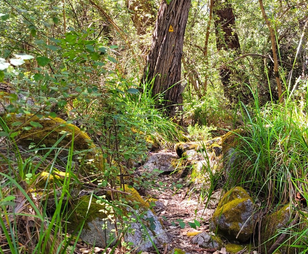 Deep River Loop Walk, Walpole Wilderness - Trails WA