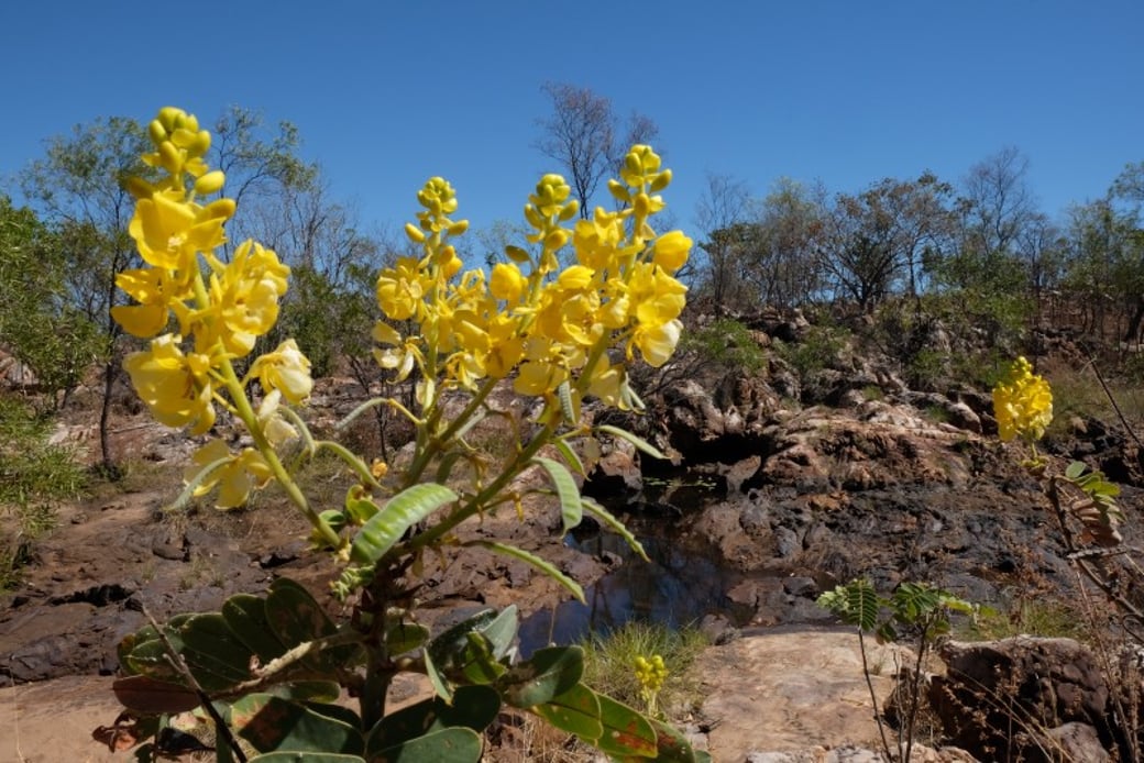 Donkey Pools, Charnley Station, Kimberley - Trails WA - Trails WA