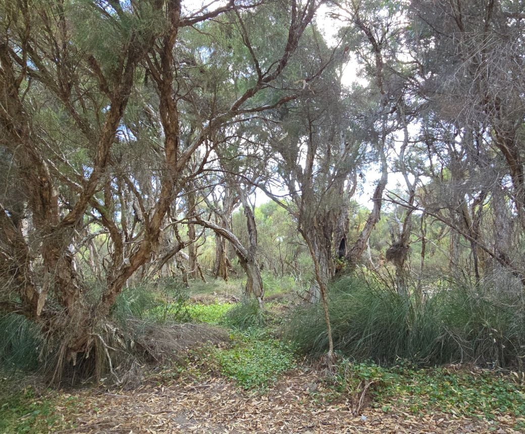 Tamworth Wetlands Loop Trail, Rockingham - Trails WA