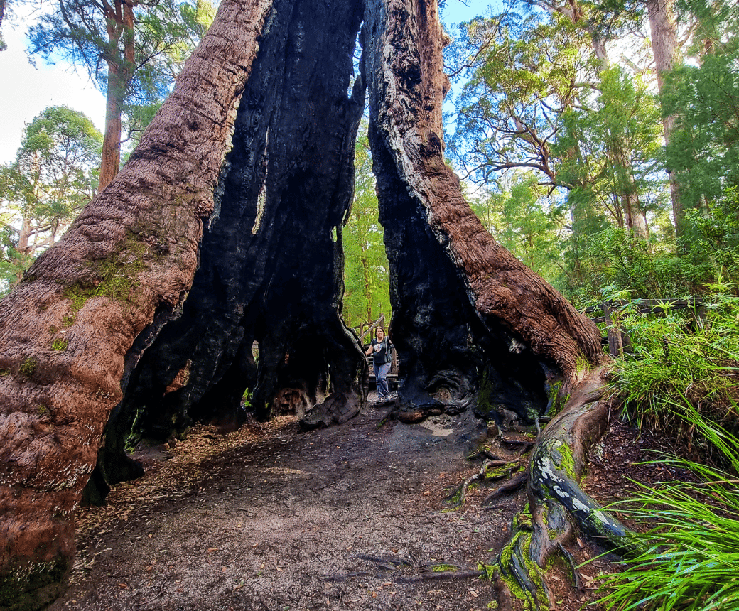 Giant Tingle Tree Loop, Walpole Nornalup NP - Trails WA